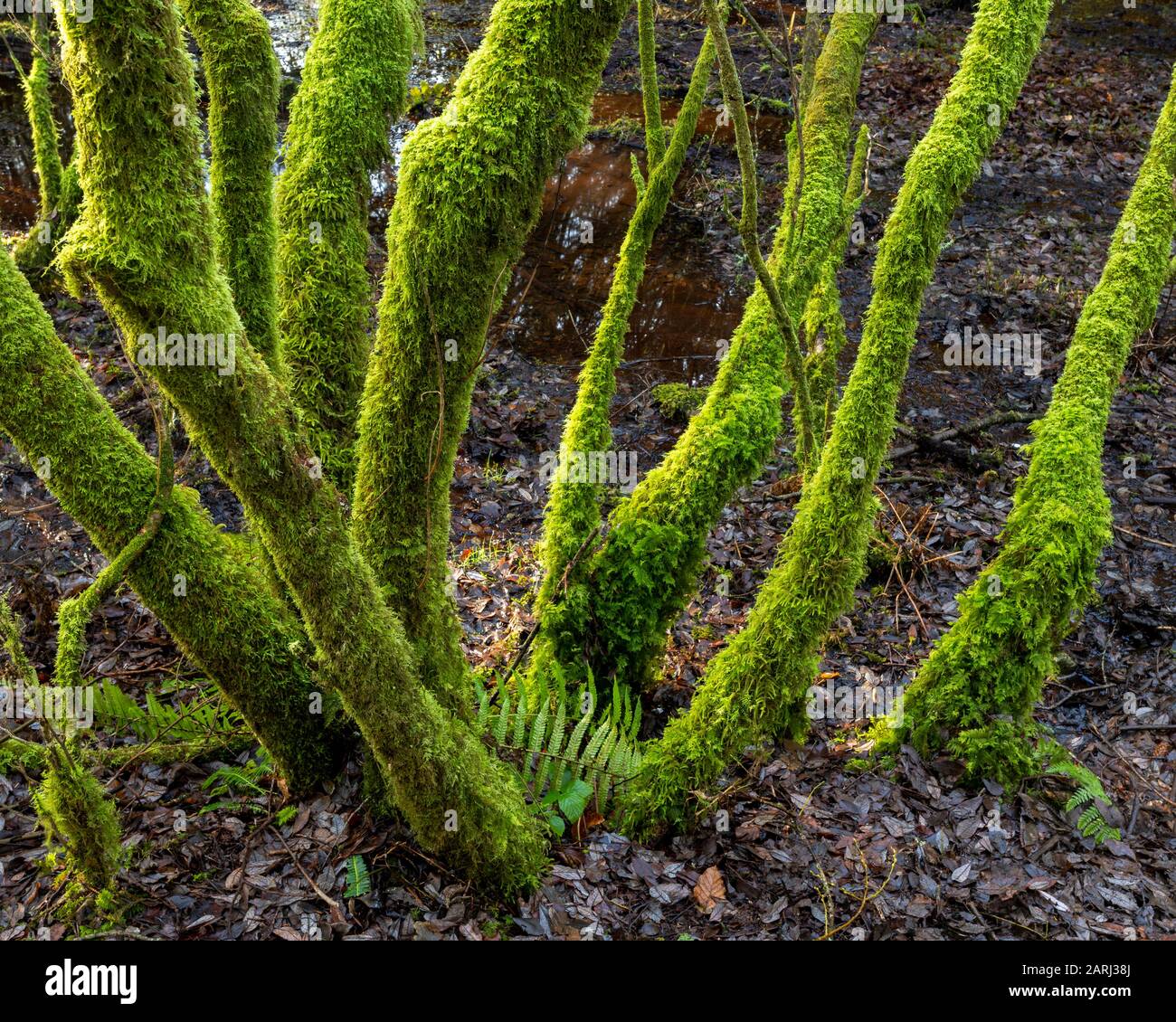 Old moss covered trees in Burrator arboretum Stock Photo - Alamy