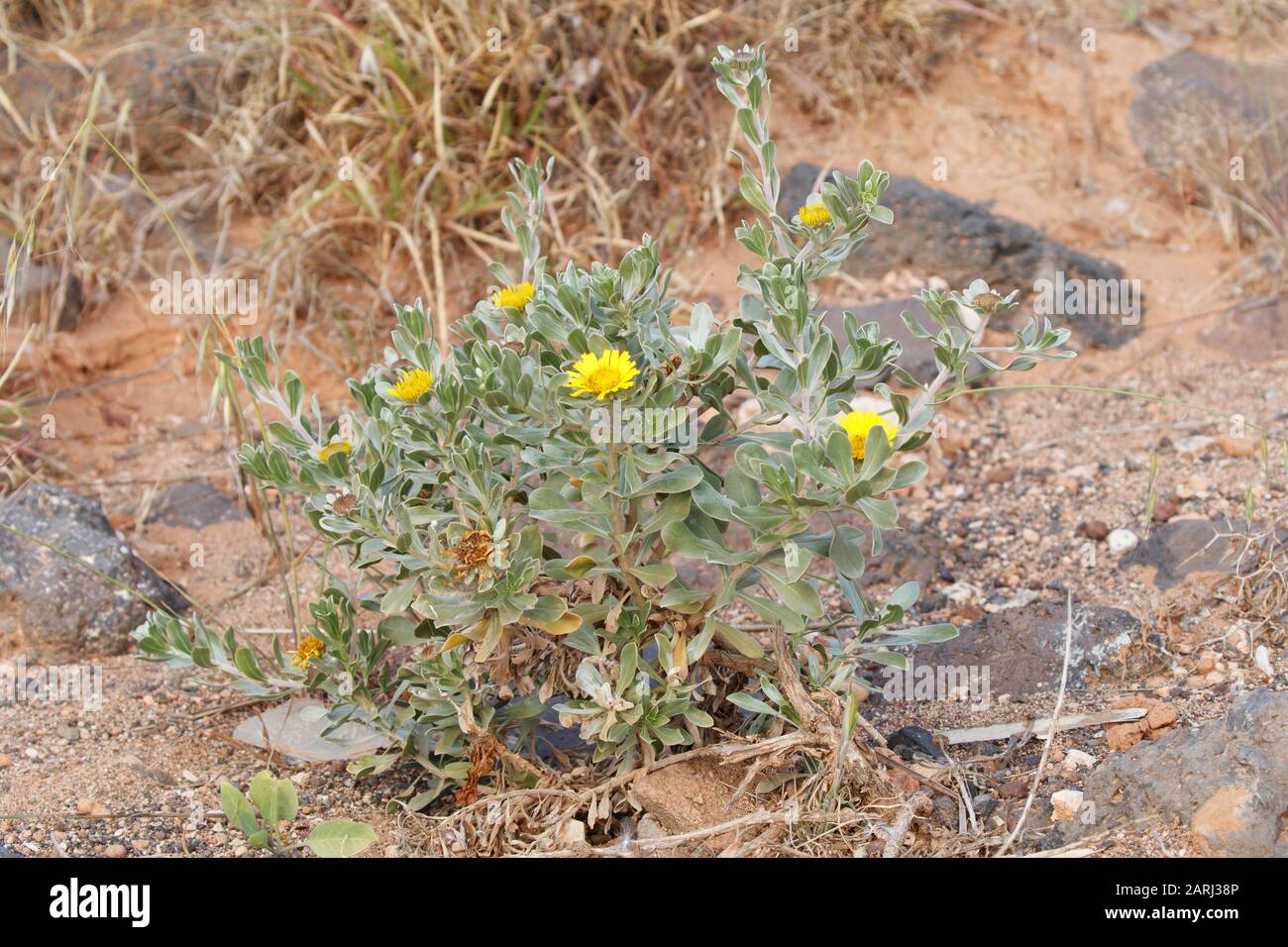 Asteriscus Sericeus High Resolution Stock Photography and Images - Alamy