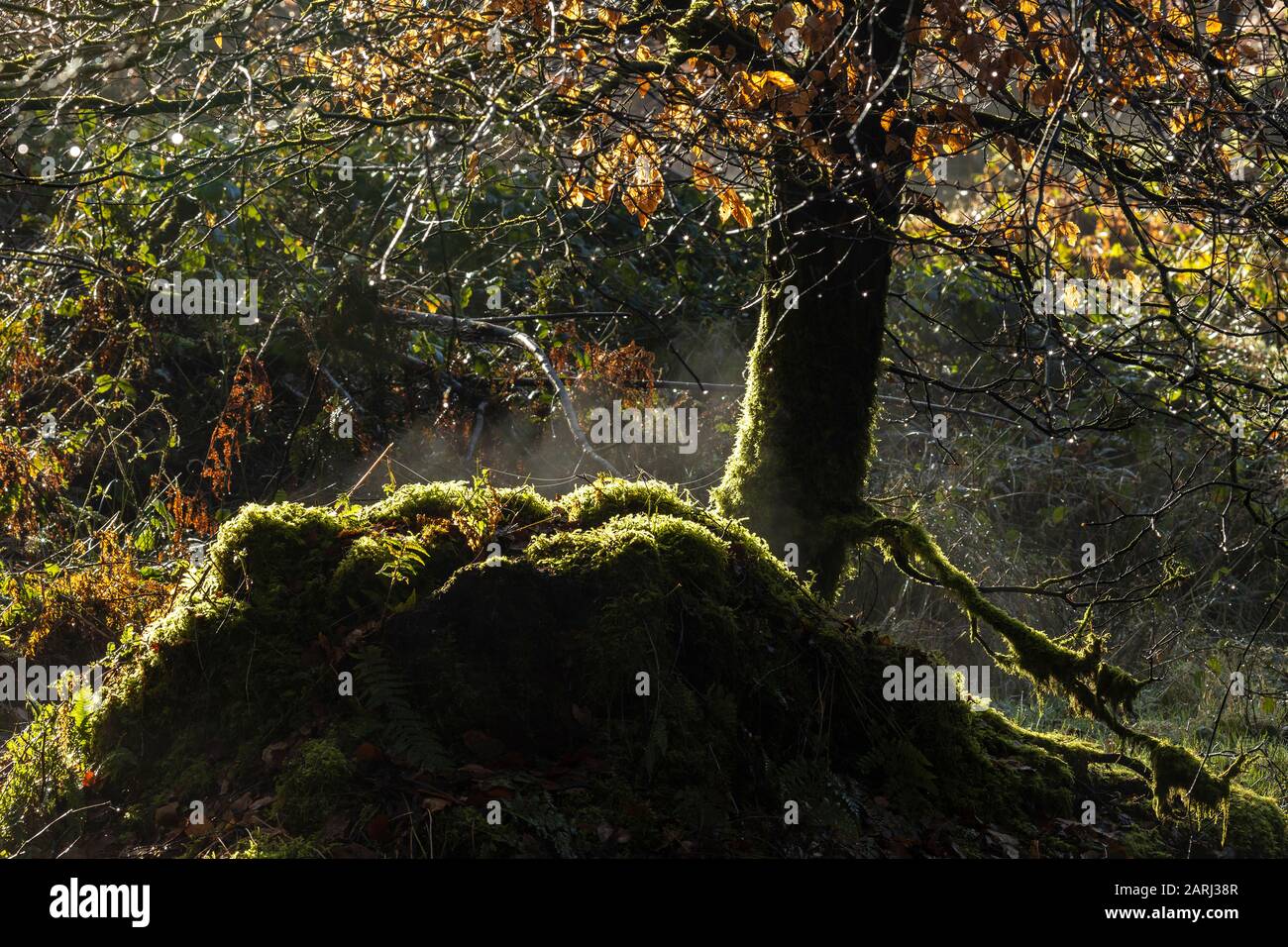 Pine tree woodland in Burrator arboretum Stock Photo - Alamy