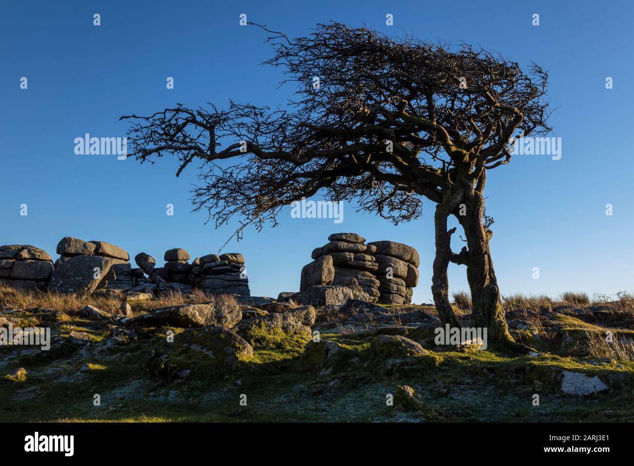 Hawthorn tree at Combestone Tor on Dartmoor Stock Photo - Alamy