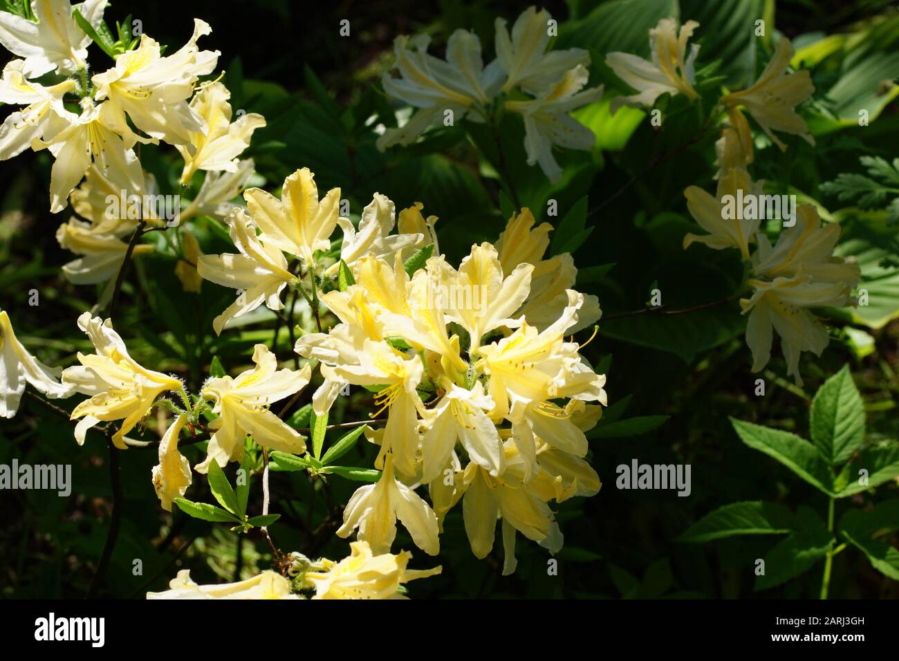 Japanese azalea with yellow flowers in the garden, outdoors Stock Photo ...