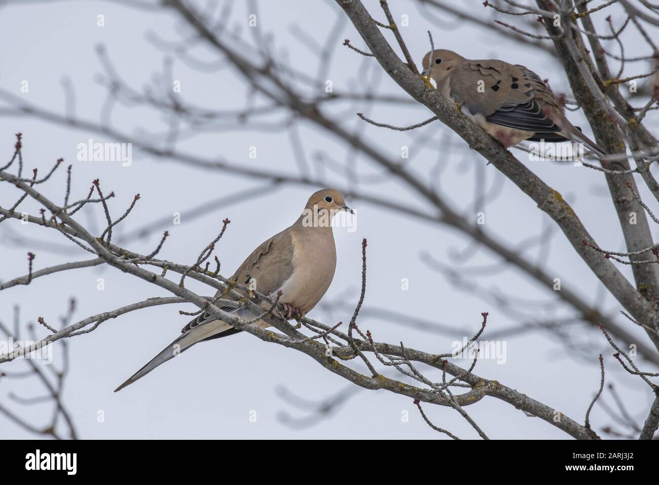 A pretty mourning dove in a tree in north Idaho Stock Photo - Alamy
