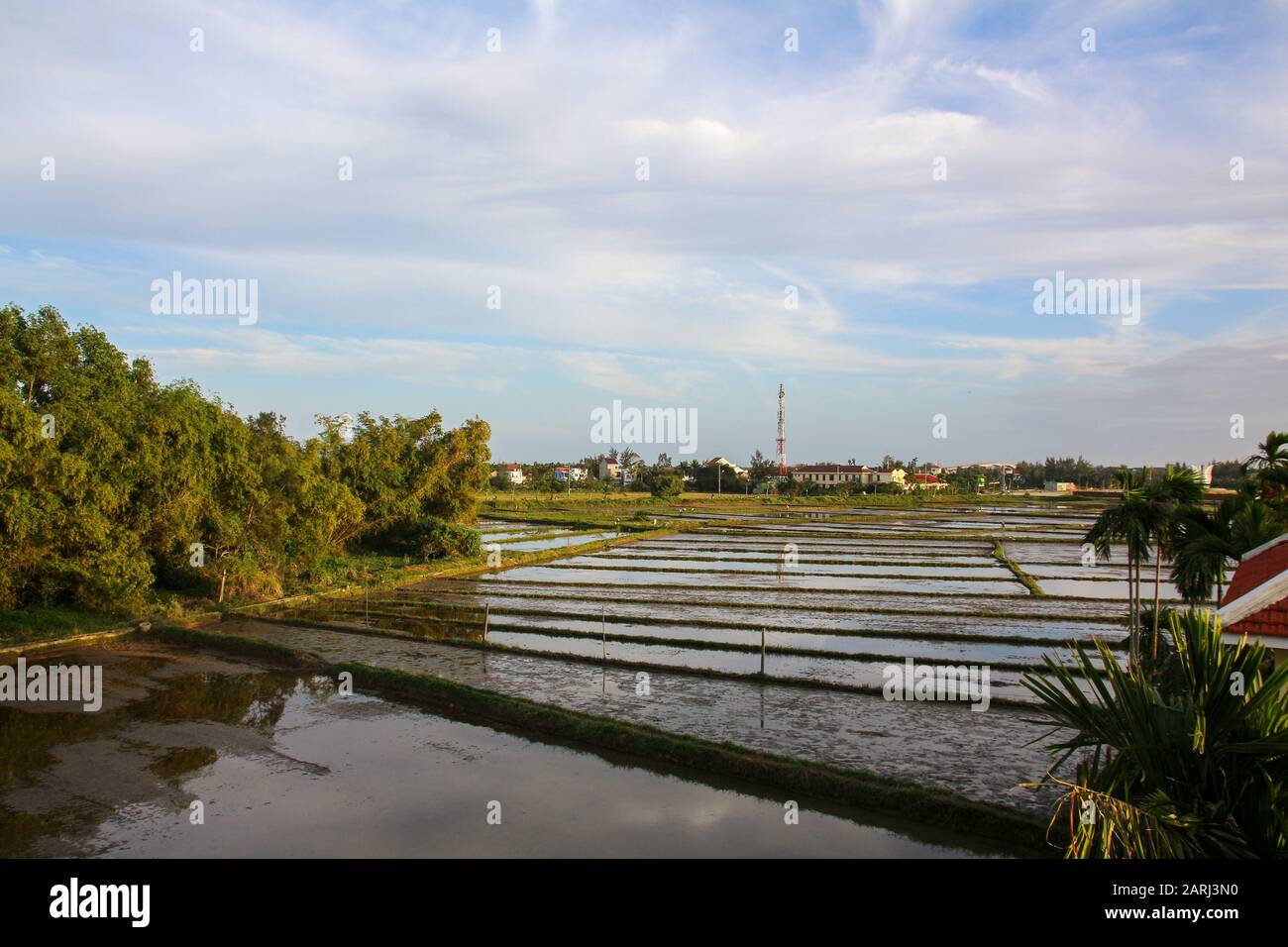 Rice Fields in Hoi An Stock Photo - Alamy