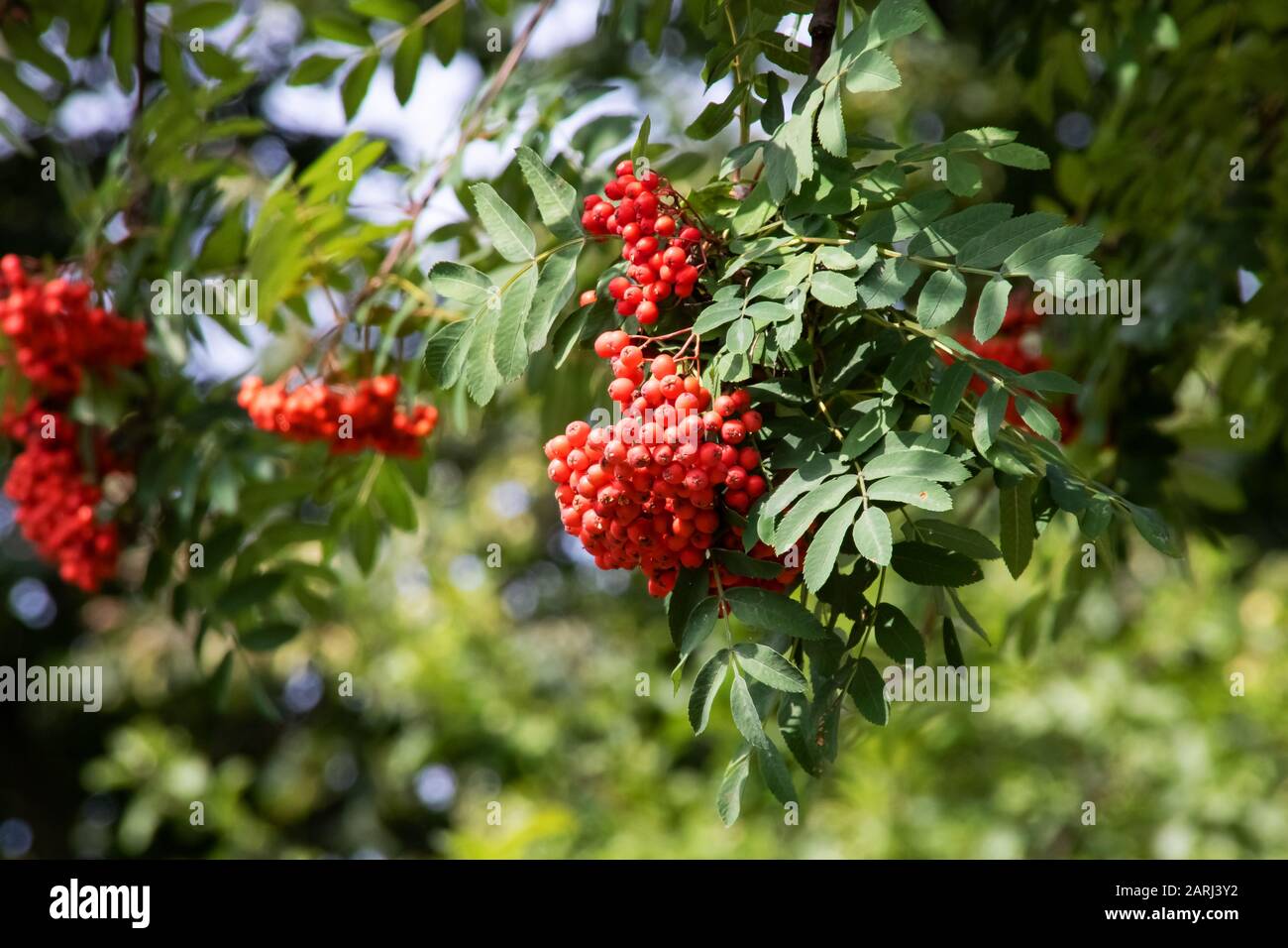 A bunch of mountain ash among the green foliage close up Stock Photo ...