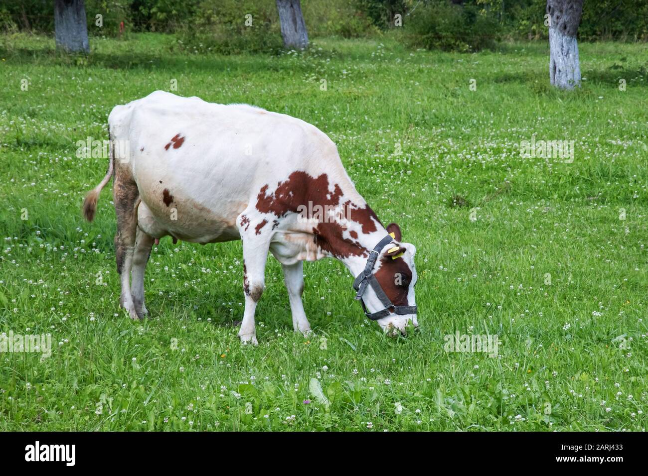 White cow with red spots on a green meadow close up Stock Photo - Alamy