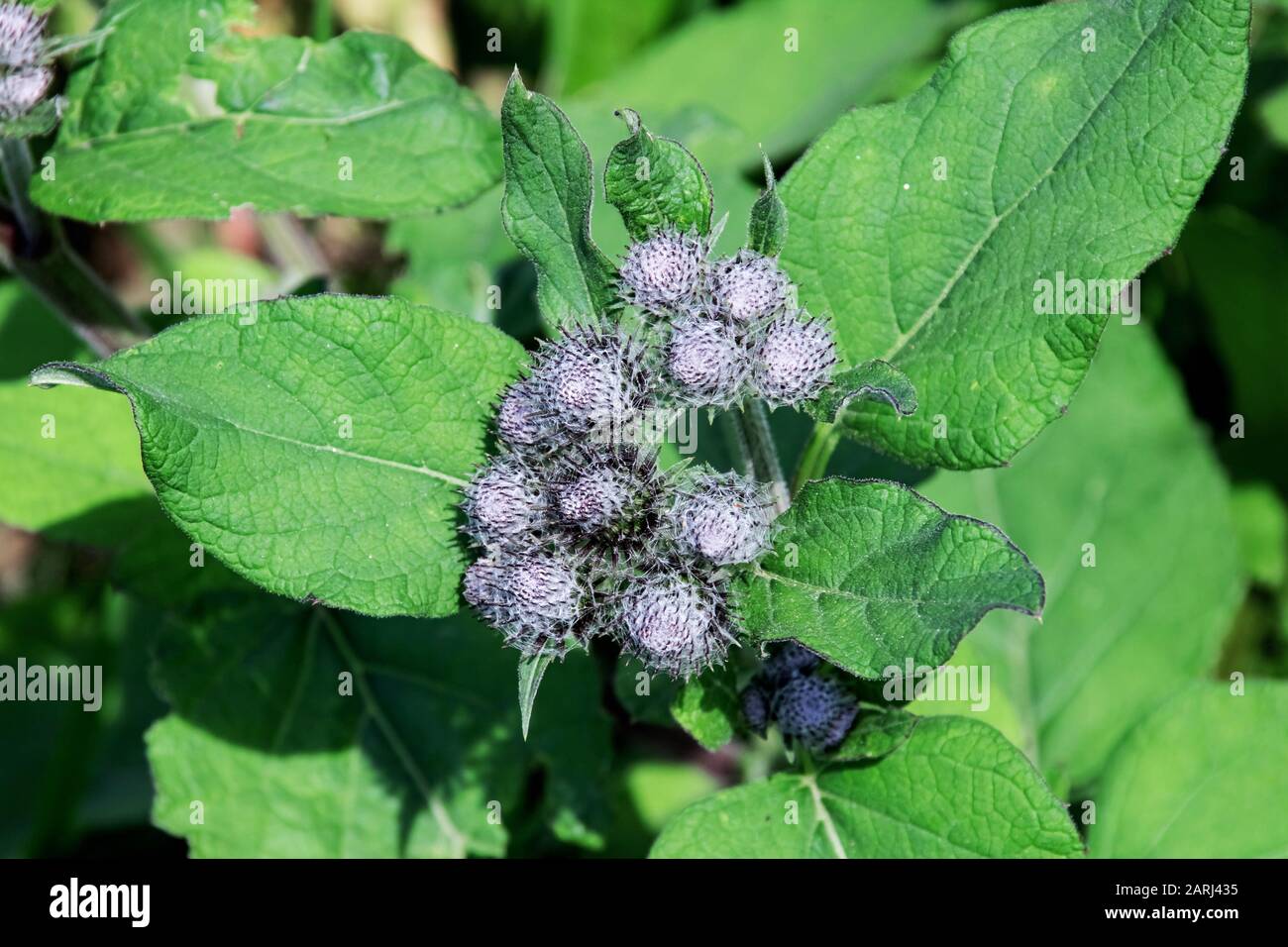 Prickly balls on a plant with green leaves close up, burdock flowers ...