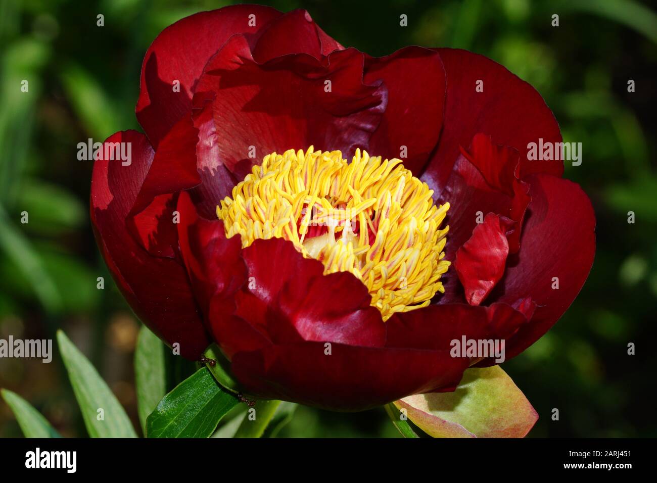 Garden red peonies hi-res stock photography and images - Alamy