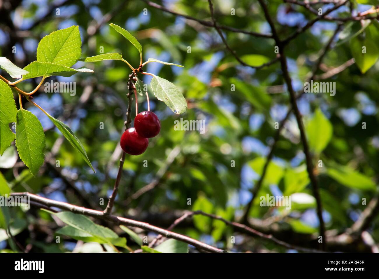 Two red cherries on a tree branch with green leaves close up Stock ...