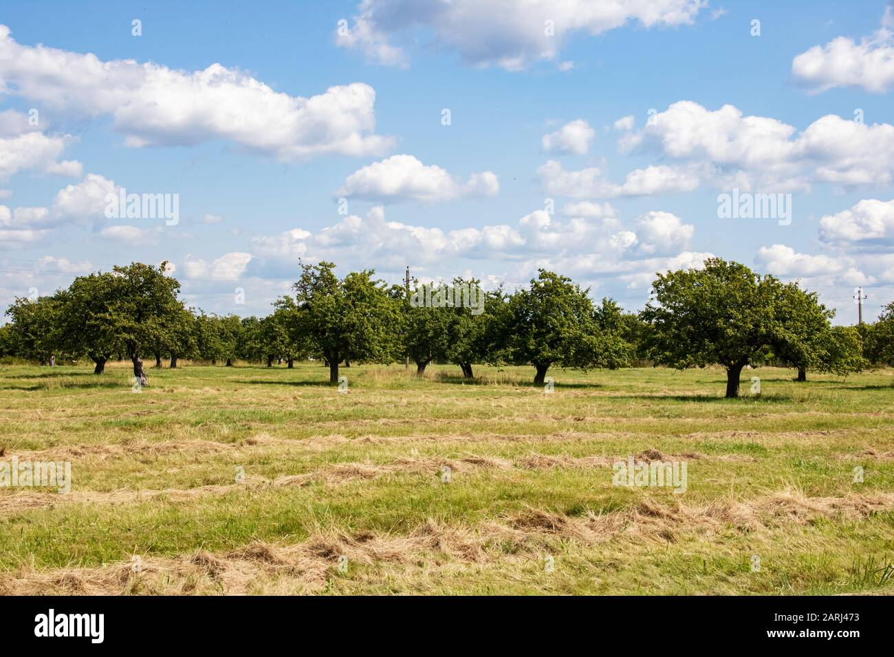 Green field and apple orchard under the blue sky, rural landscape Stock ...
