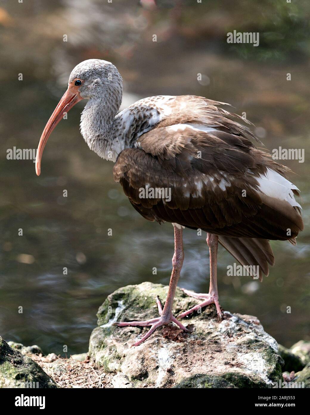White Ibis juvenile bird close-up profile view perched on a rock with ...