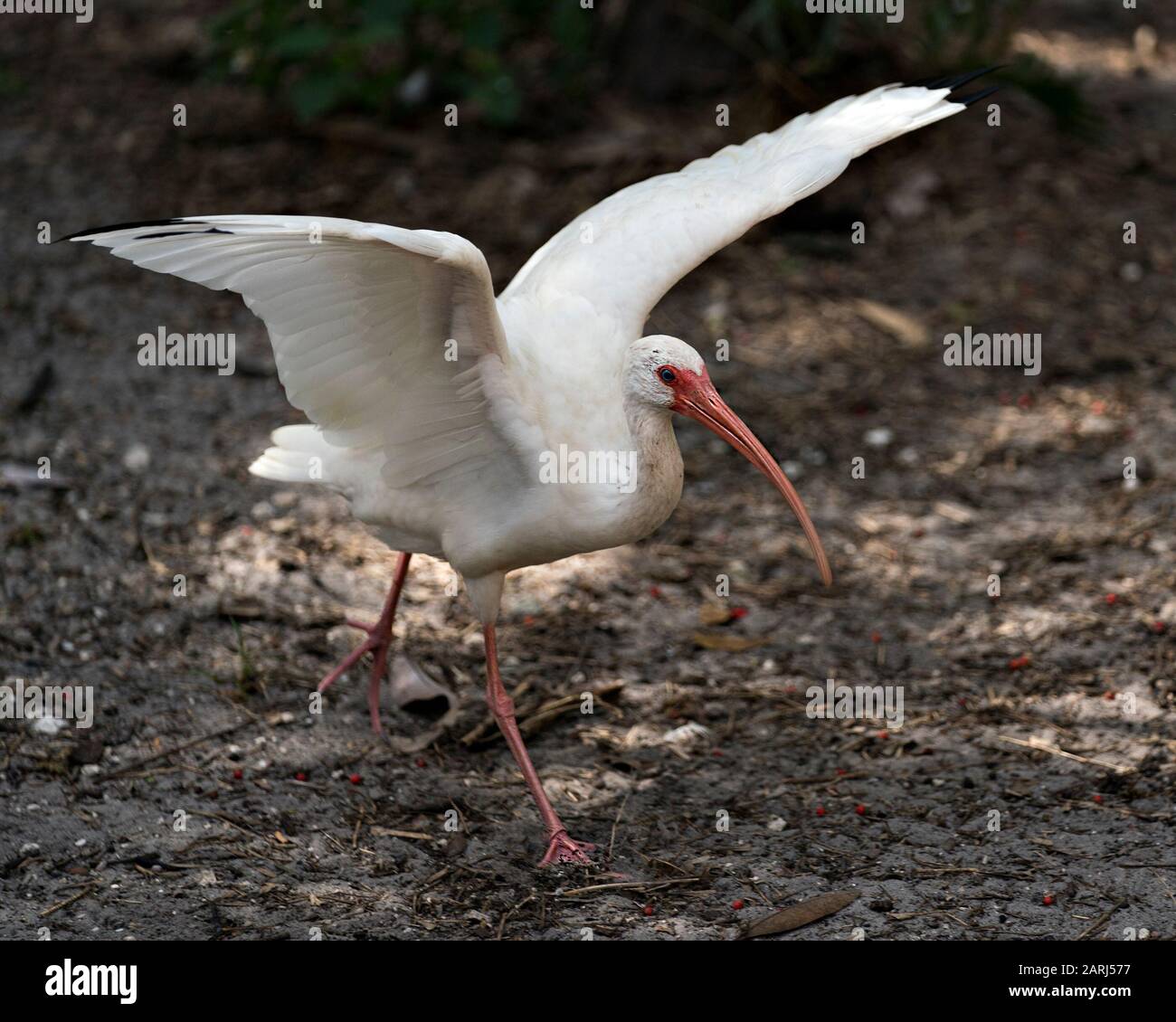 White Ibis bird close-up profile view walking with spread wings ...