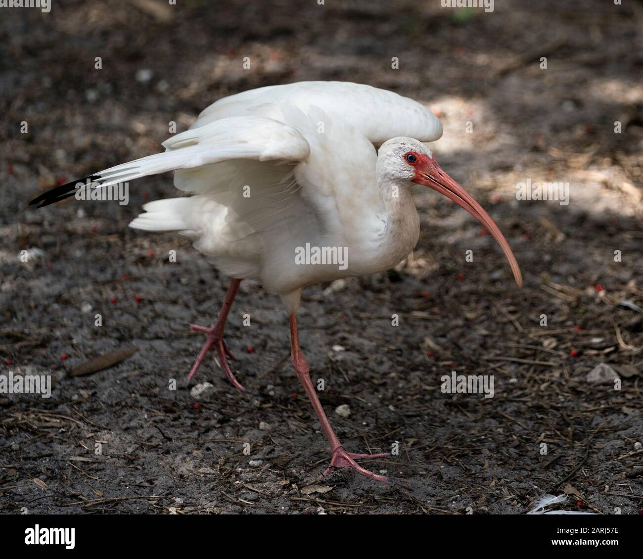 Ibis displaying picture hi-res stock photography and images - Alamy