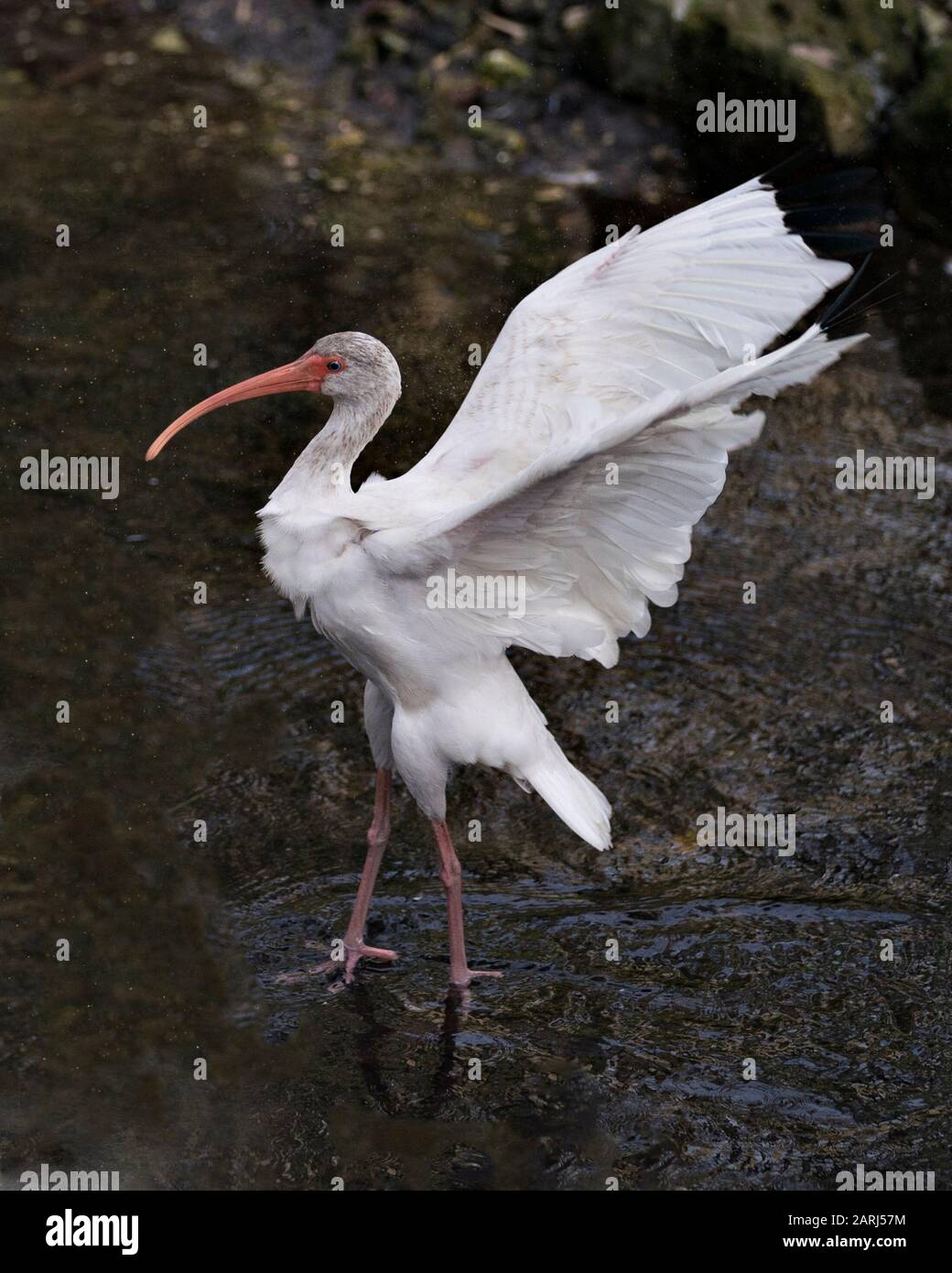 White Ibis bird close-up profile view in the water exposing its body ...