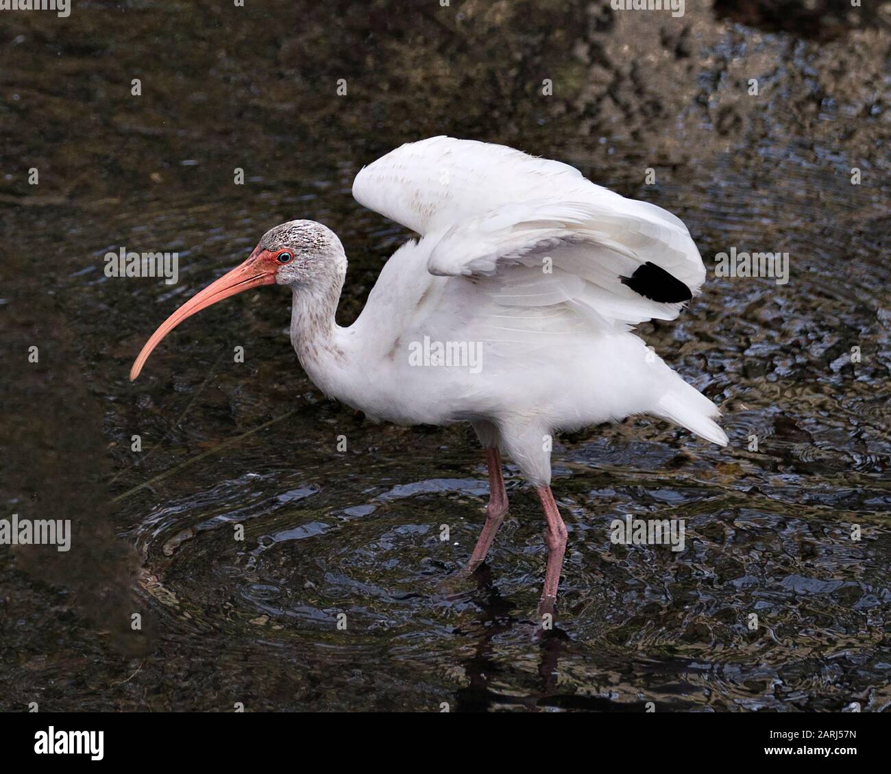 Ibis Bird Identification