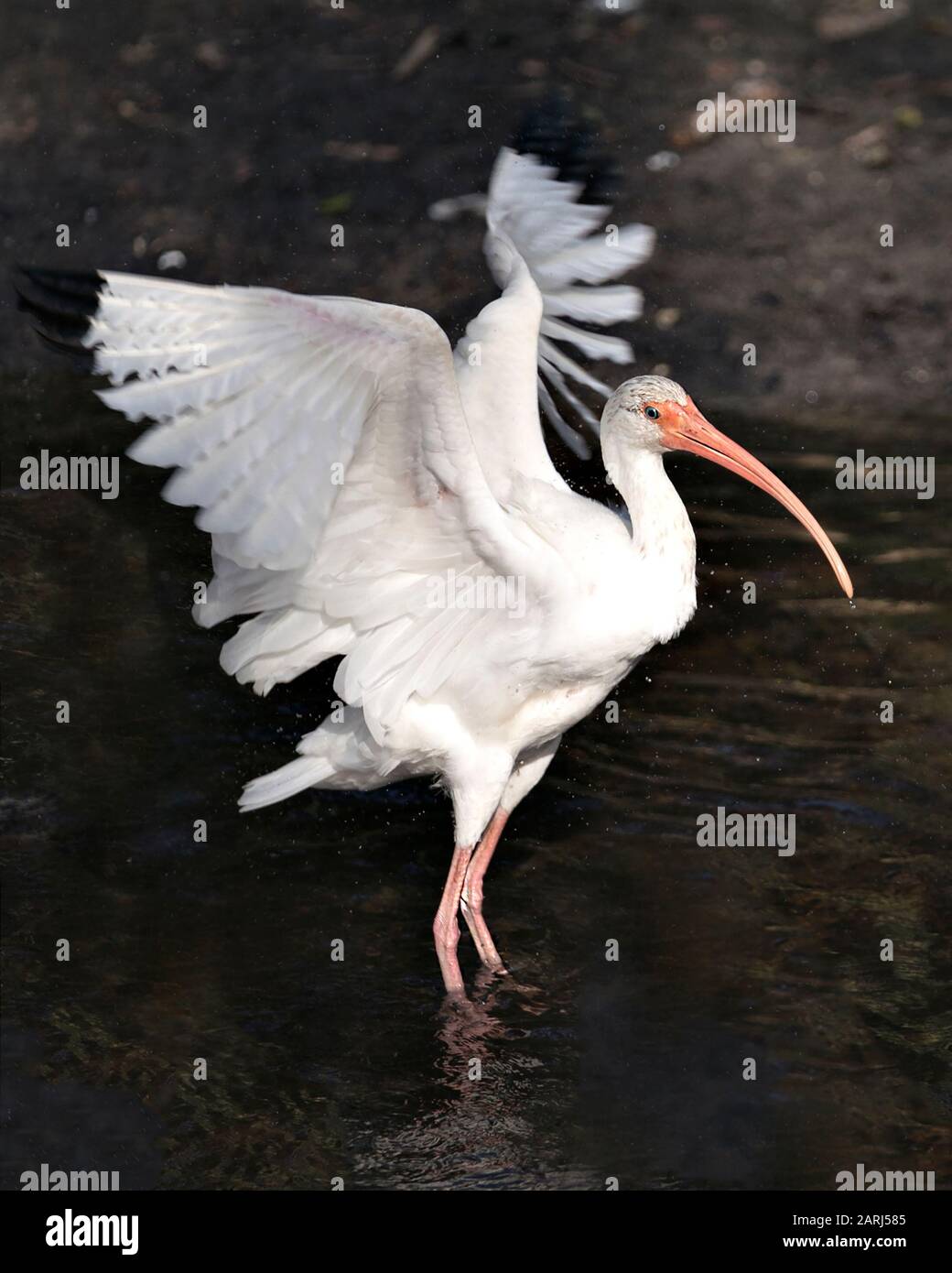 White Ibis bird close-up profile view in the water with spread wings ...