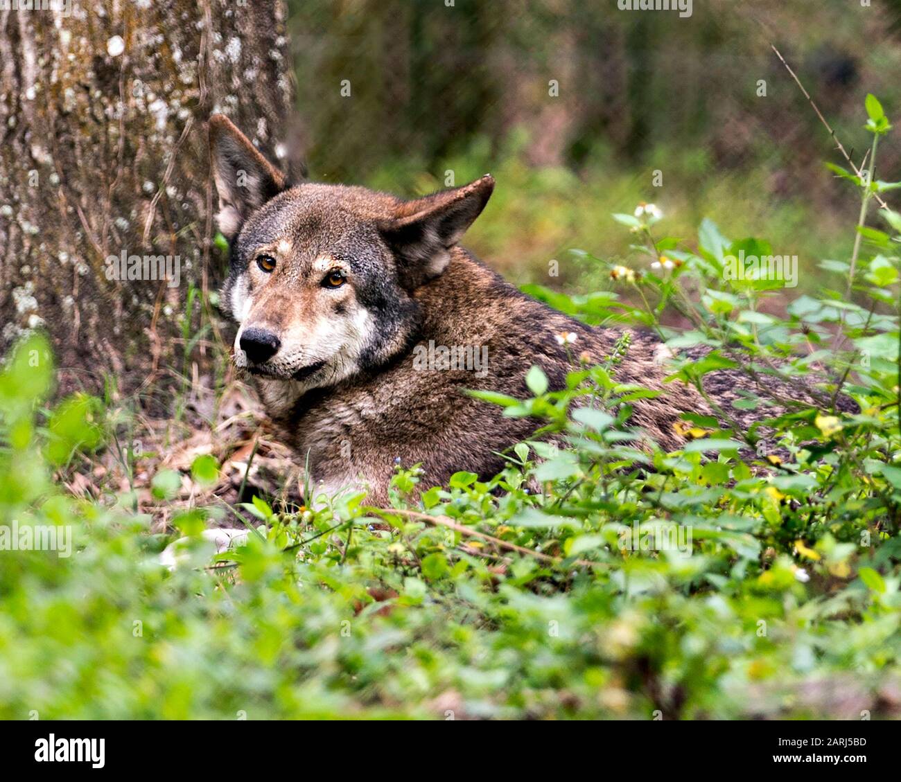 Red Wolf With Green Eyes