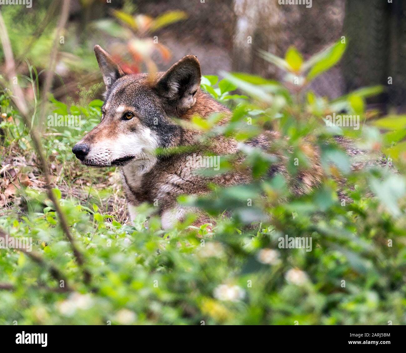 Nos background hi-res stock photography and images - Alamy