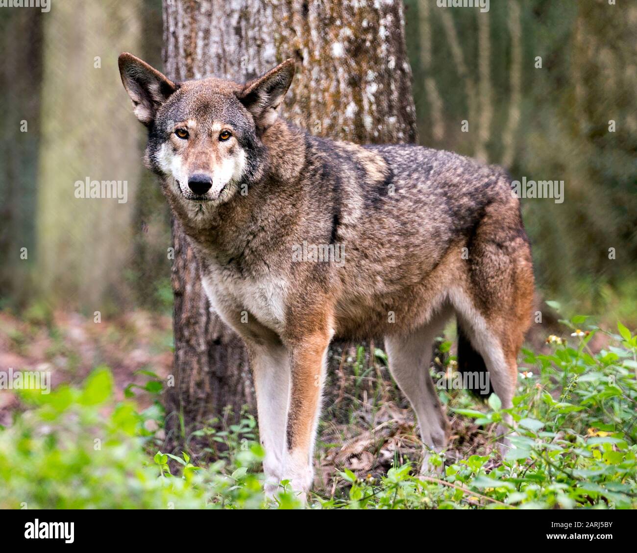 Wolf nose close up hi-res stock photography and images - Alamy