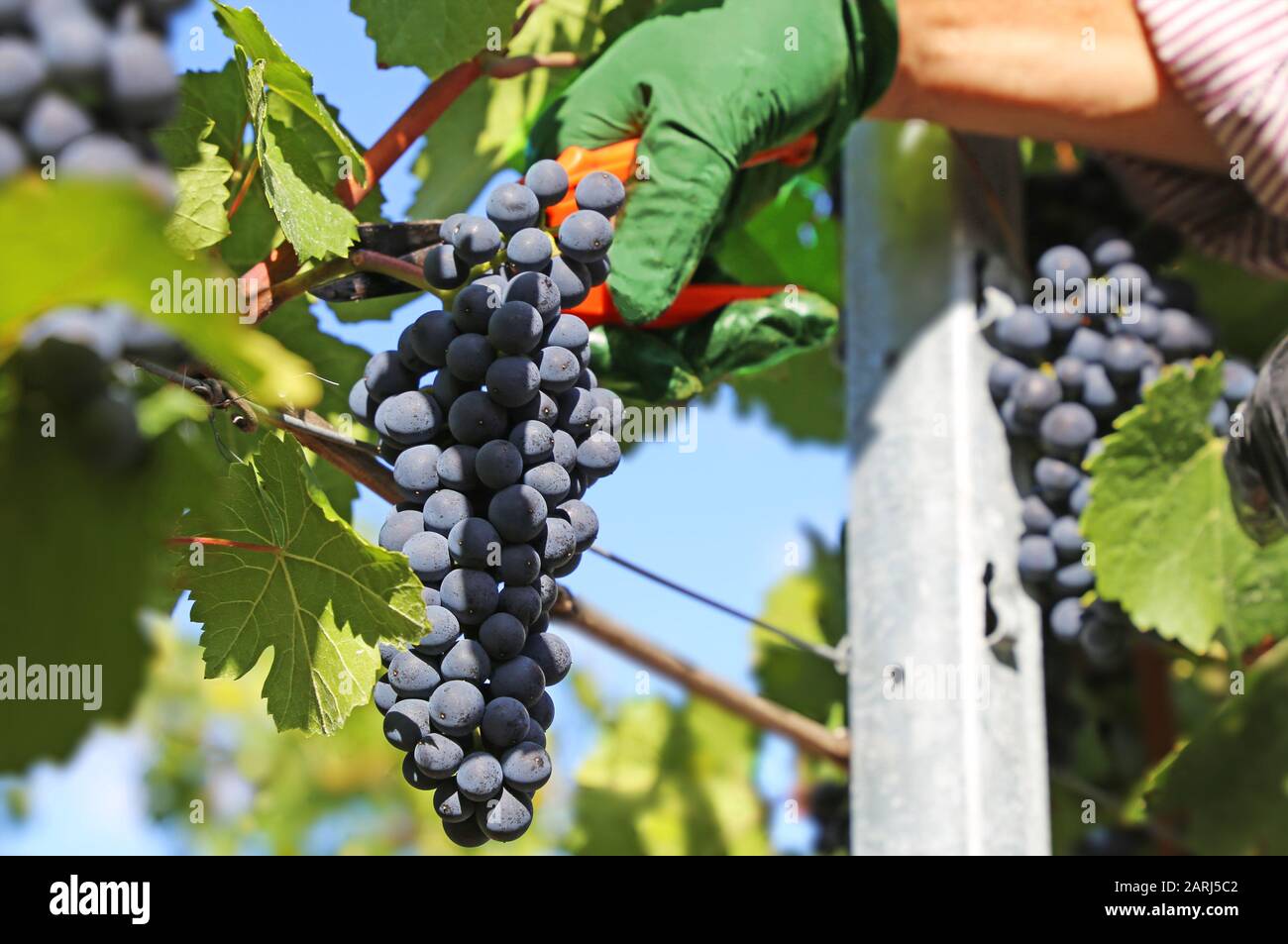 A winemaker's hand cuts ripe grapes from the vine. Blue grapes harvest ...