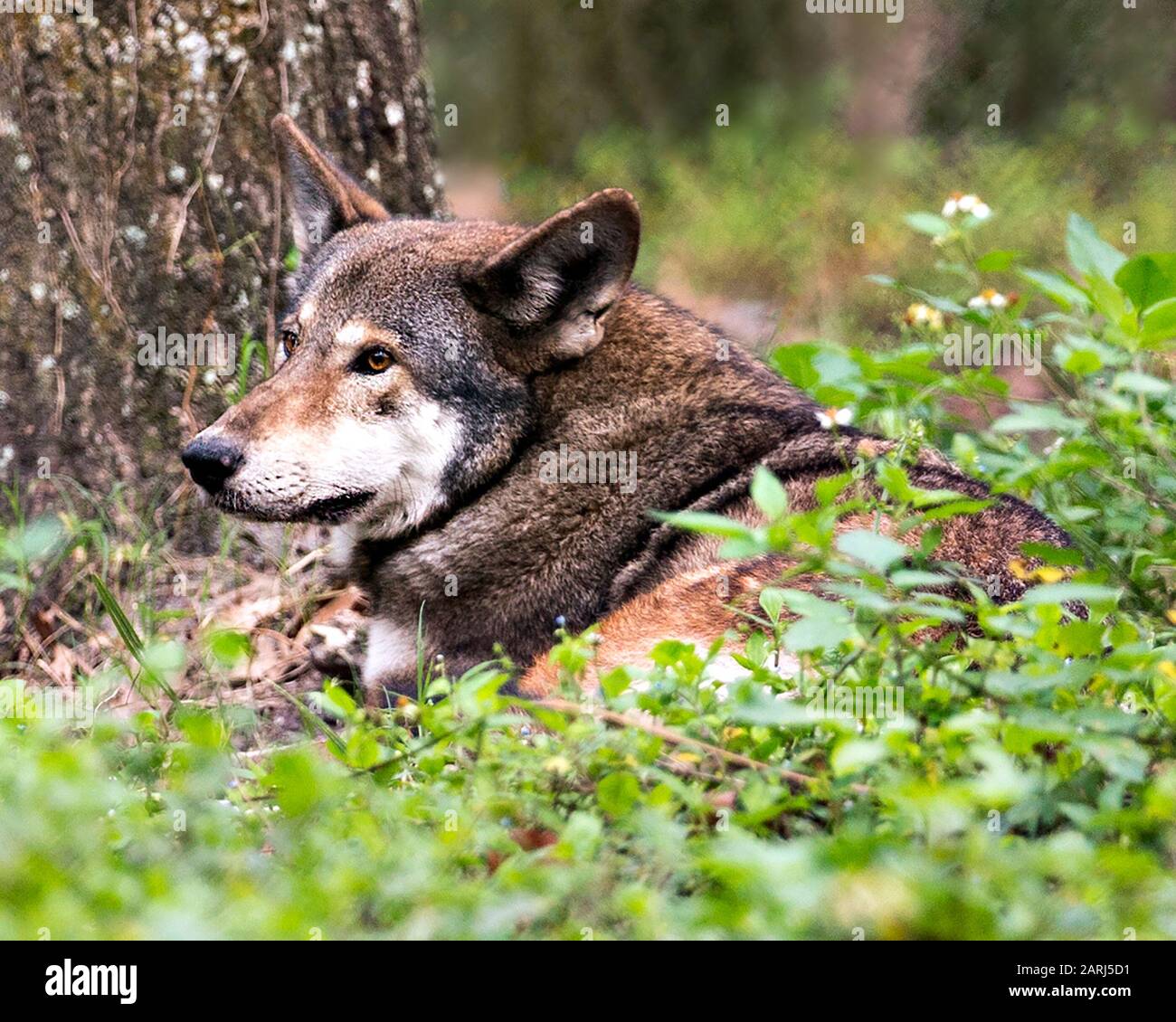 Wolf nose close up hi-res stock photography and images - Alamy