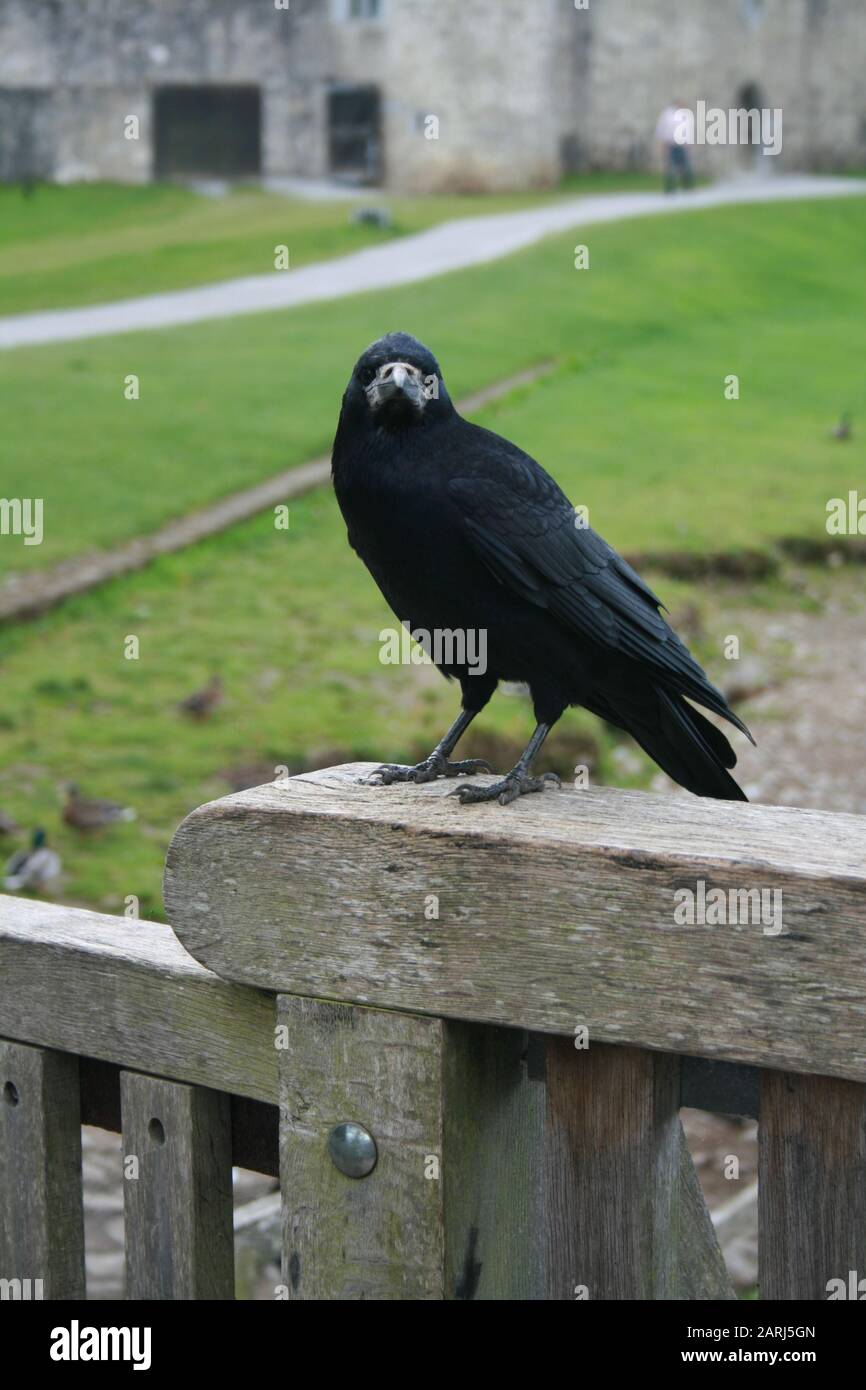 Crow at Kerry Castle, Ireland Stock Photo - Alamy