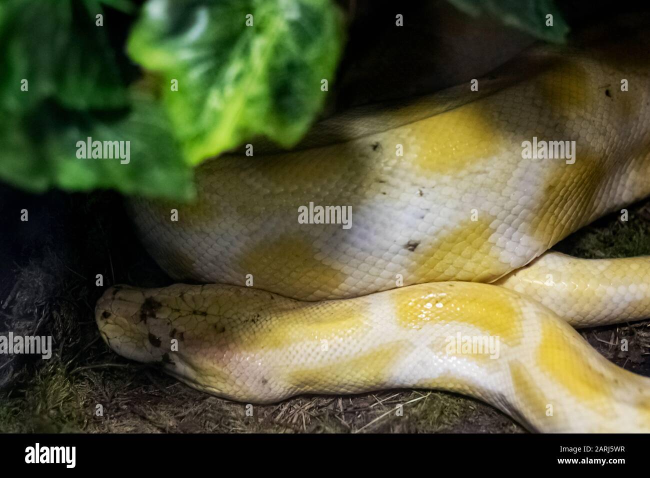 Giant yellow snake hi-res stock photography and images - Alamy