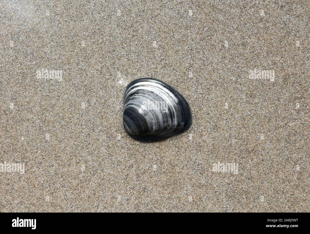 shell in sand Stock Photo - Alamy