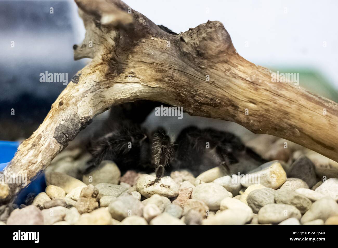 Spider on rocks hi-res stock photography and images - Alamy