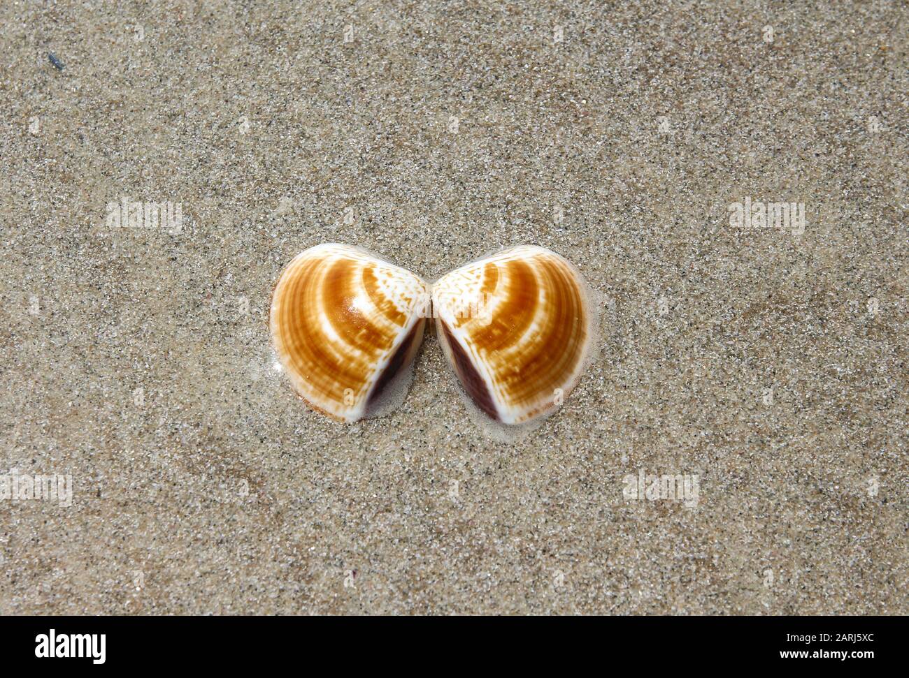 shell in sand Stock Photo - Alamy