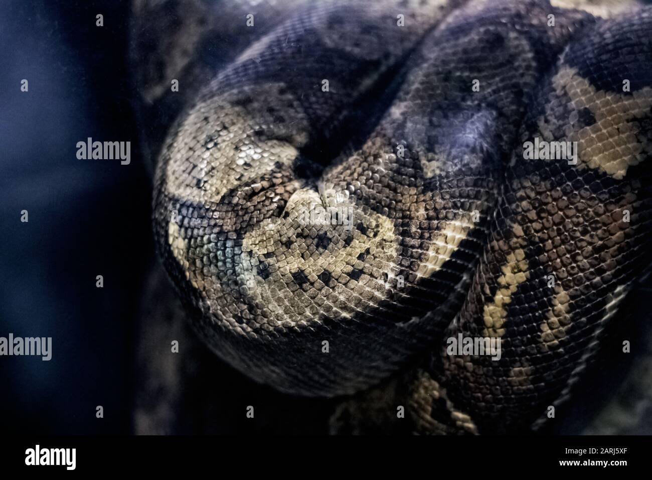 The big gray snake lies on a tree branch close up Stock Photo - Alamy