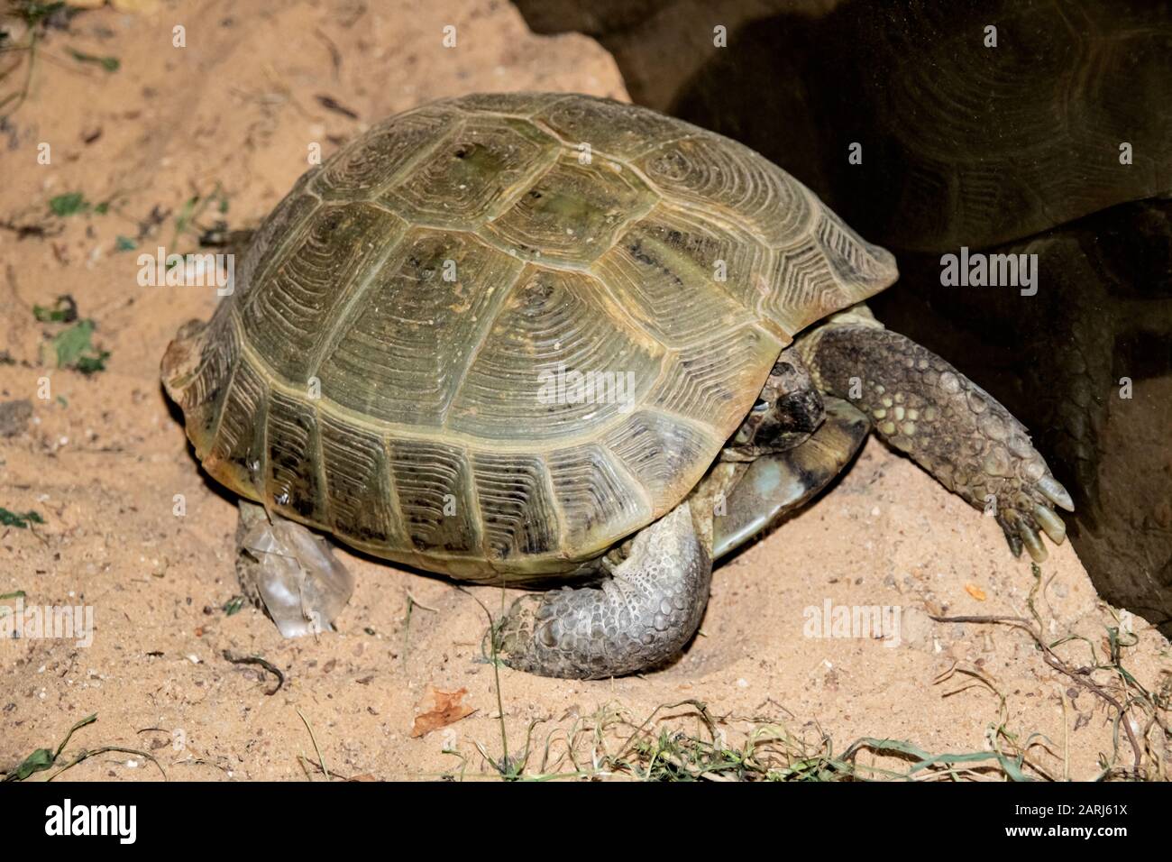Green turtle in the sand close up, copy space, pet Stock Photo - Alamy