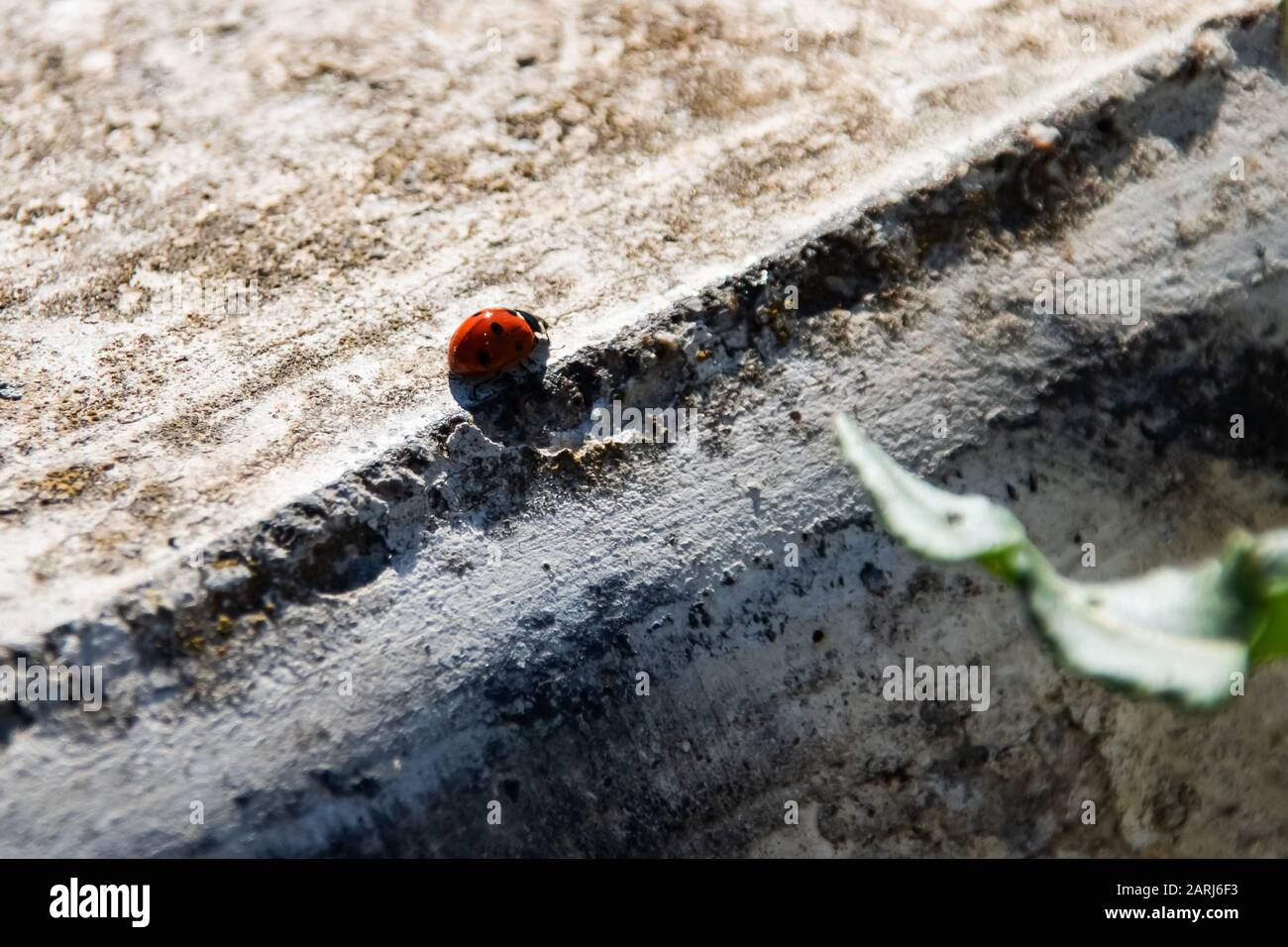 Ladybug beetle crawling on concrete pavement close up, copy space Stock ...