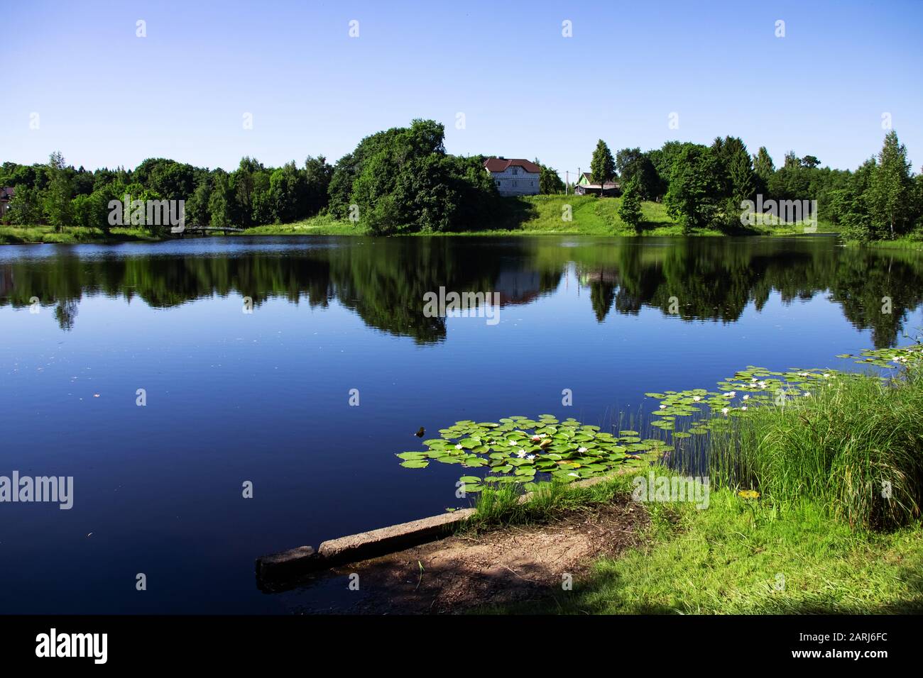 Waterfront with green trees and vegetation in forest, summer landscape ...
