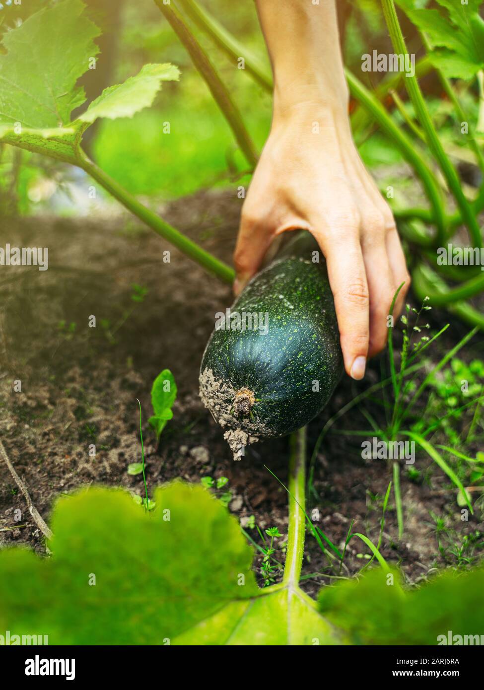 Harvesting zucchini in a greenhouse with hands Stock Photo - Alamy