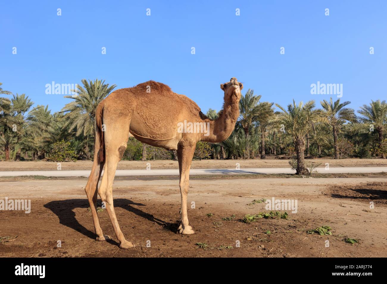 Camel on the royal camel farm in the Bahrain capital Manama Stock Photo ...