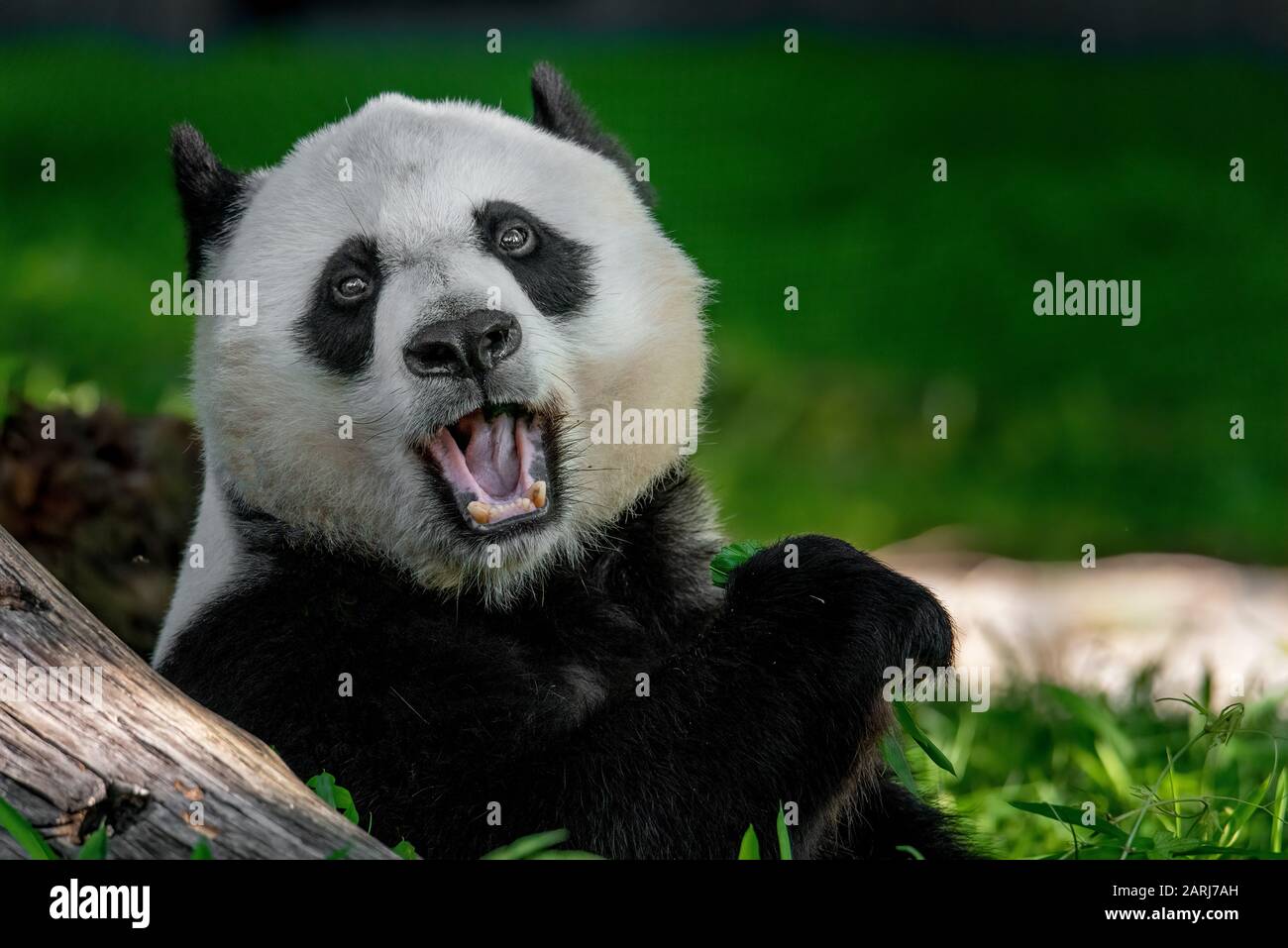 Panda Bear Teeth