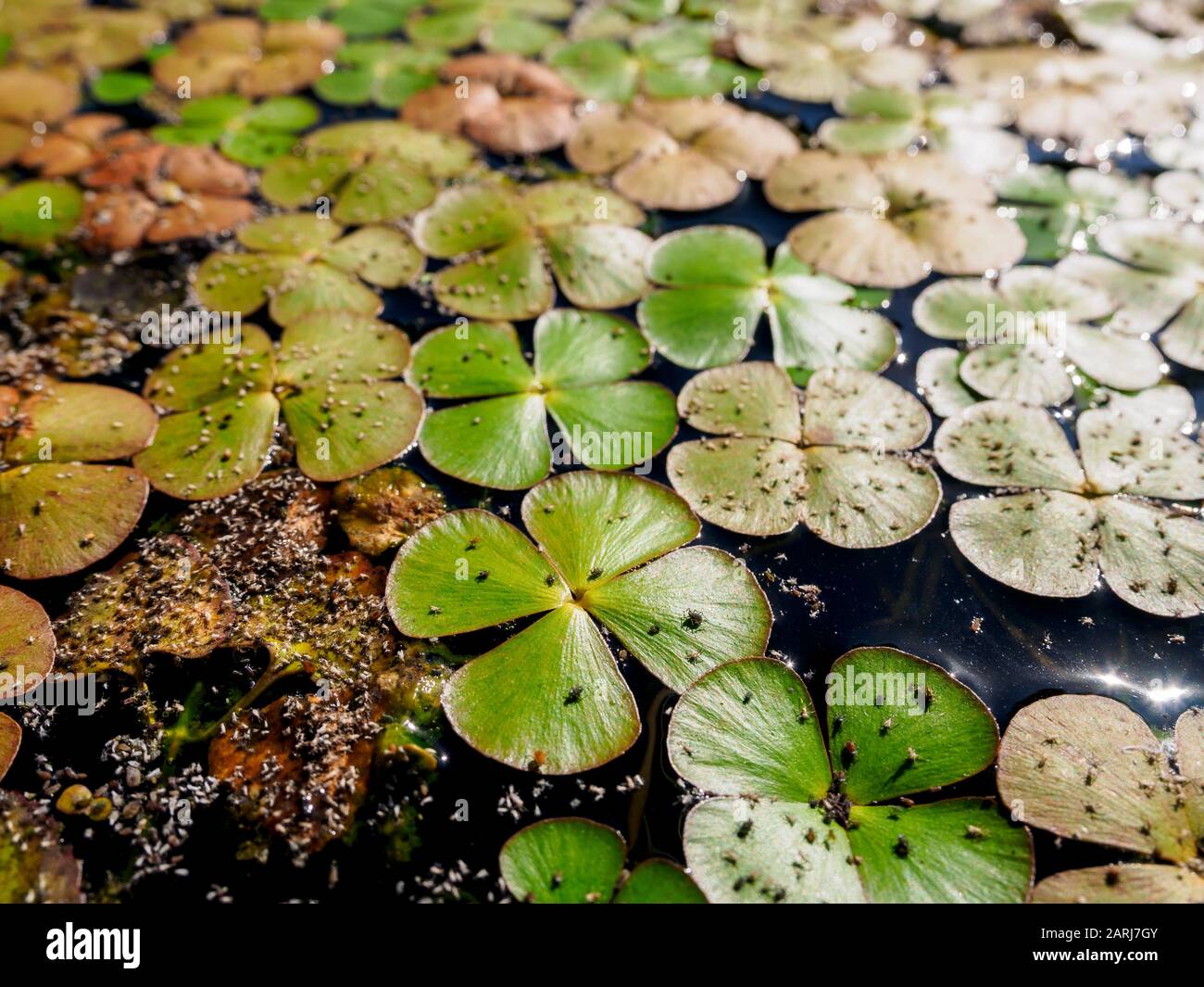 Selective focus, close-up view of midges sitting on the duckweed ...