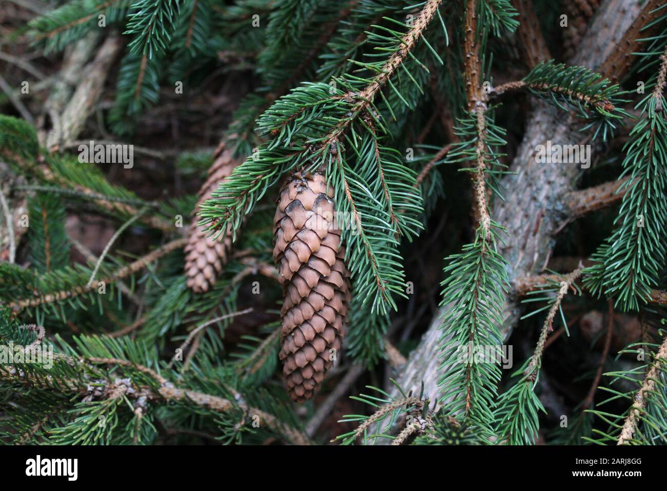 The picture shows spruce cone on a spruce Stock Photo - Alamy