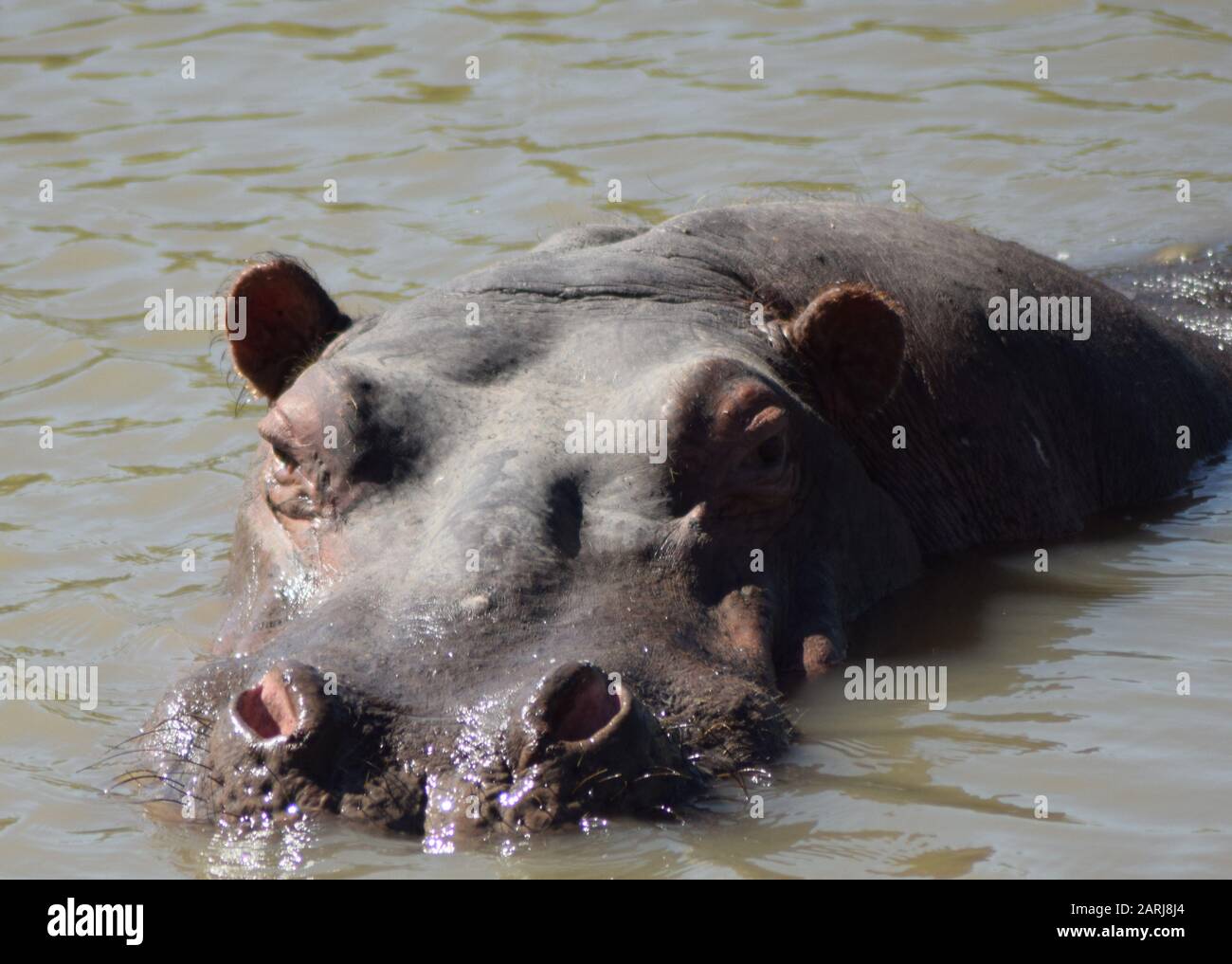 Close up and front view of a hippo floating in the water and looking ...
