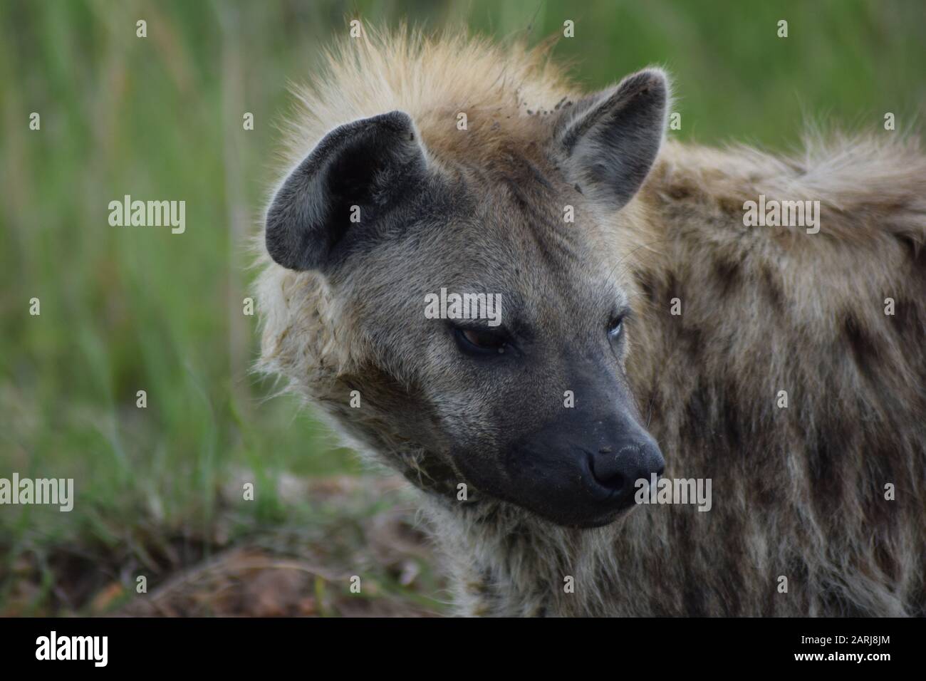 Spotted hyena crocuta crocuta paw hi-res stock photography and images ...