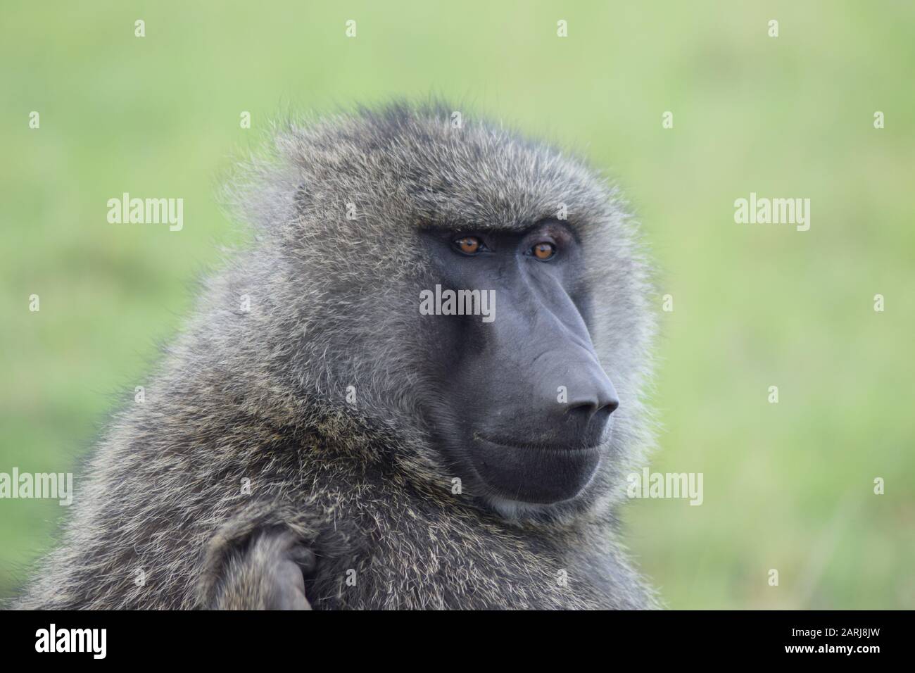 Thinking baboon close up hi-res stock photography and images - Alamy