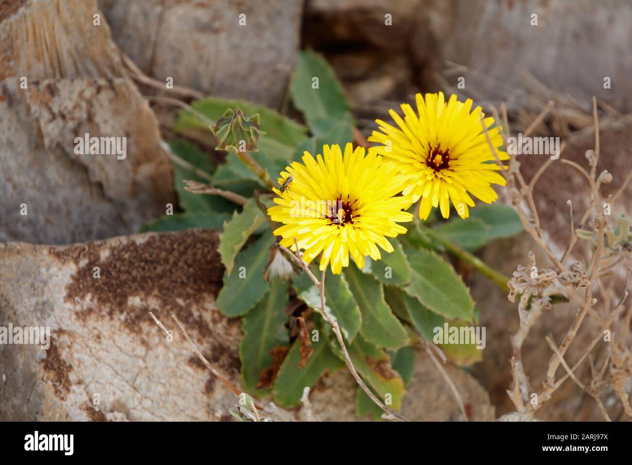 False sow thistle hi-res stock photography and images - Alamy
