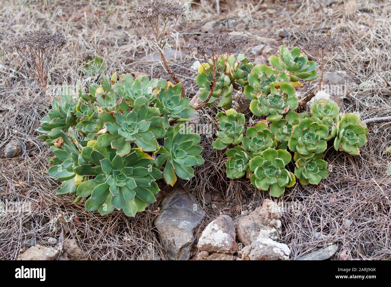 Aeonium lancerottense on Lanzarote, Canary Islands Stock Photo - Alamy
