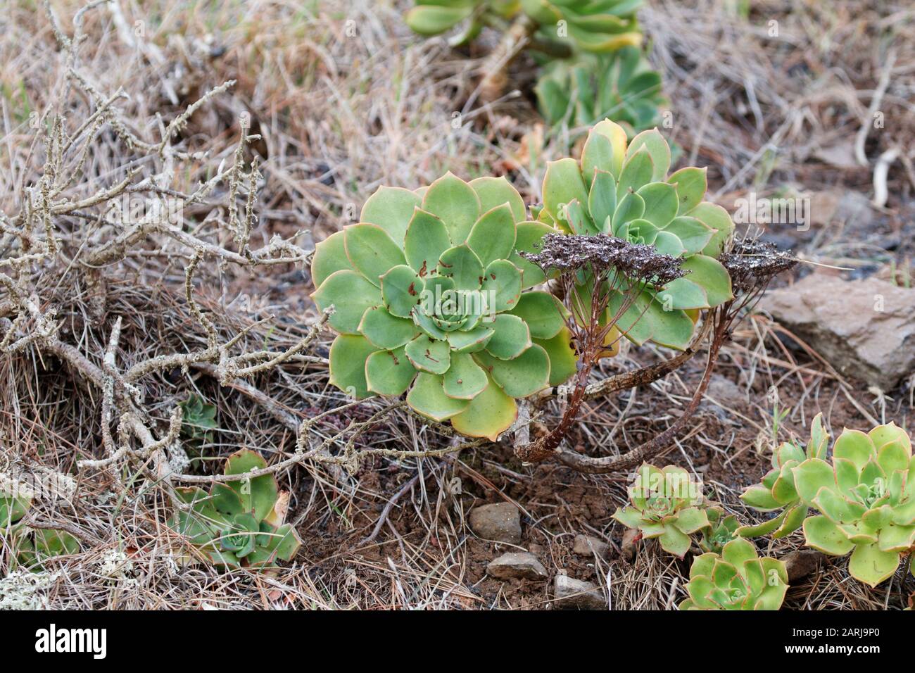 Aeonium lancerottense on Lanzarote, Canary Islands Stock Photo - Alamy