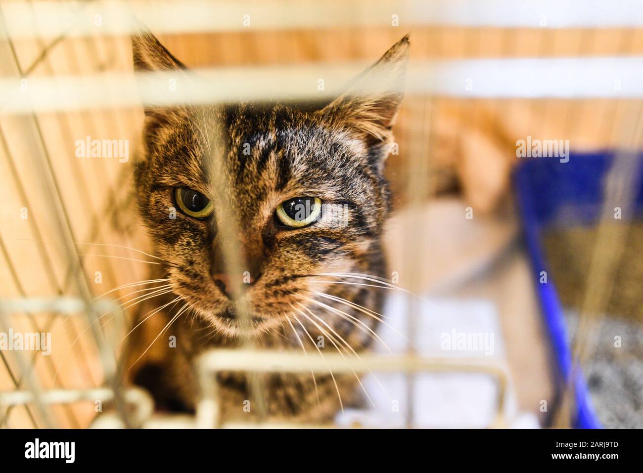 Cats in a cage hi-res stock photography and images - Alamy