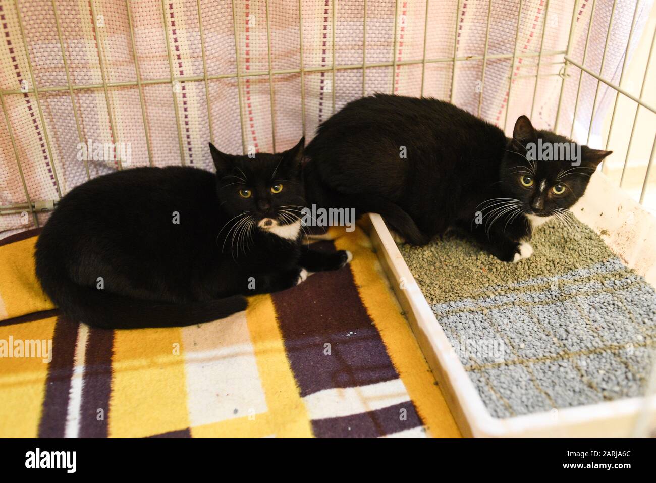 Small scared cats in a cage in a shelter waiting for a home Stock Photo ...