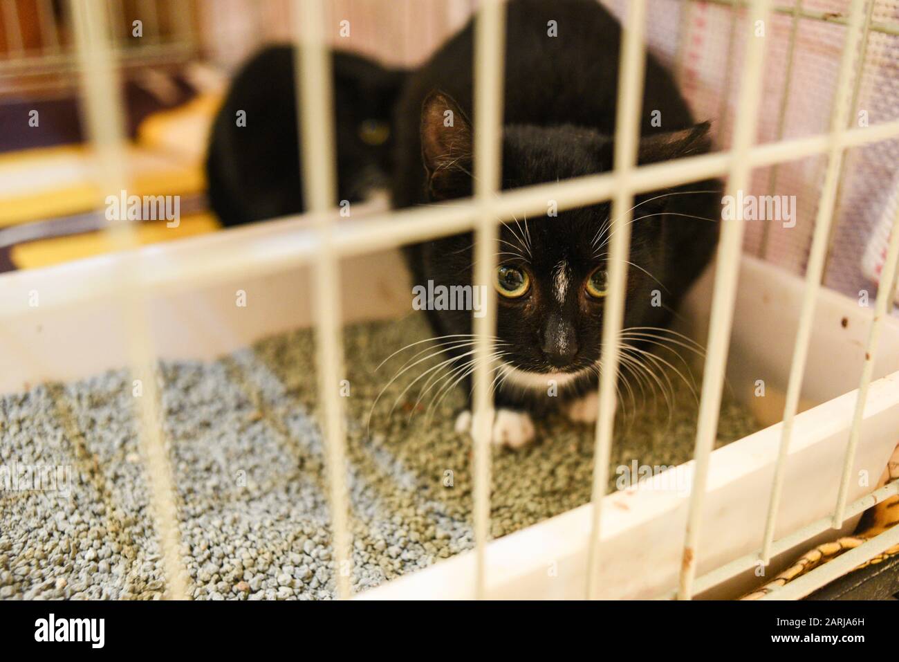 Small scared cats in a cage in a shelter waiting for a home Stock Photo ...