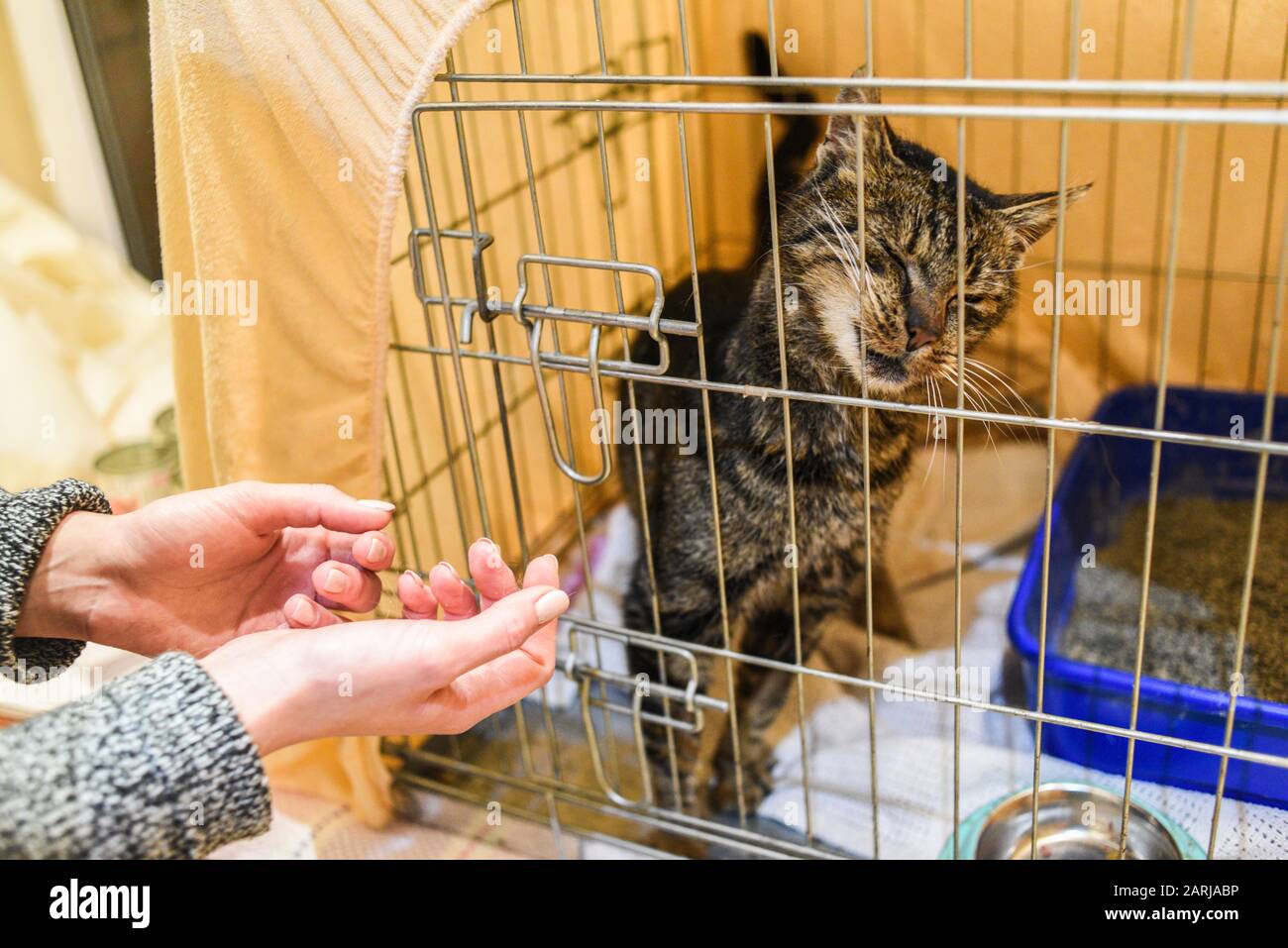 Small scared cats in a cage in a shelter waiting for a home Stock Photo ...