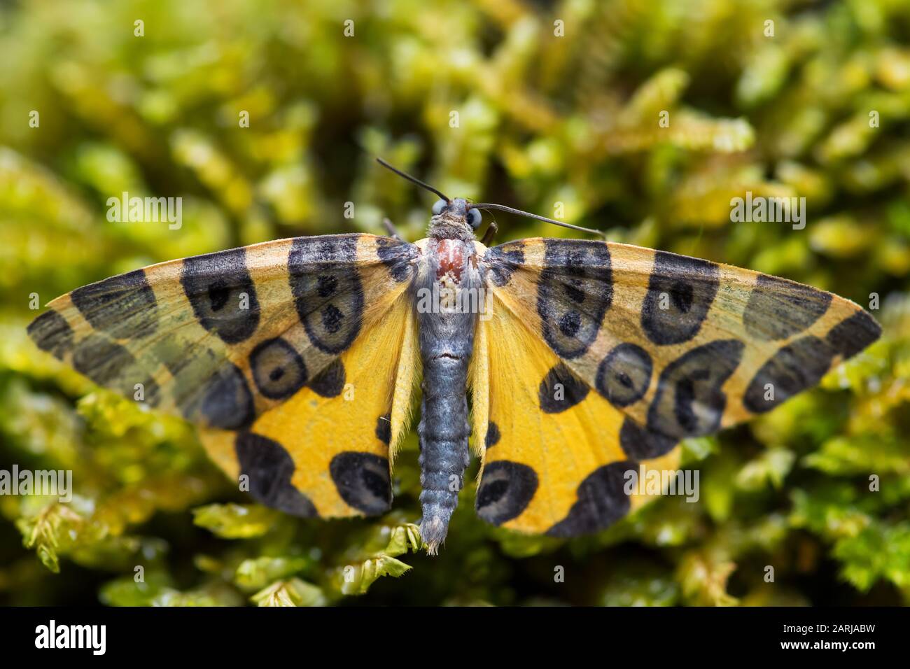 Geometer moth - Pantherodes conglomerata, beautiful yellow and black ...