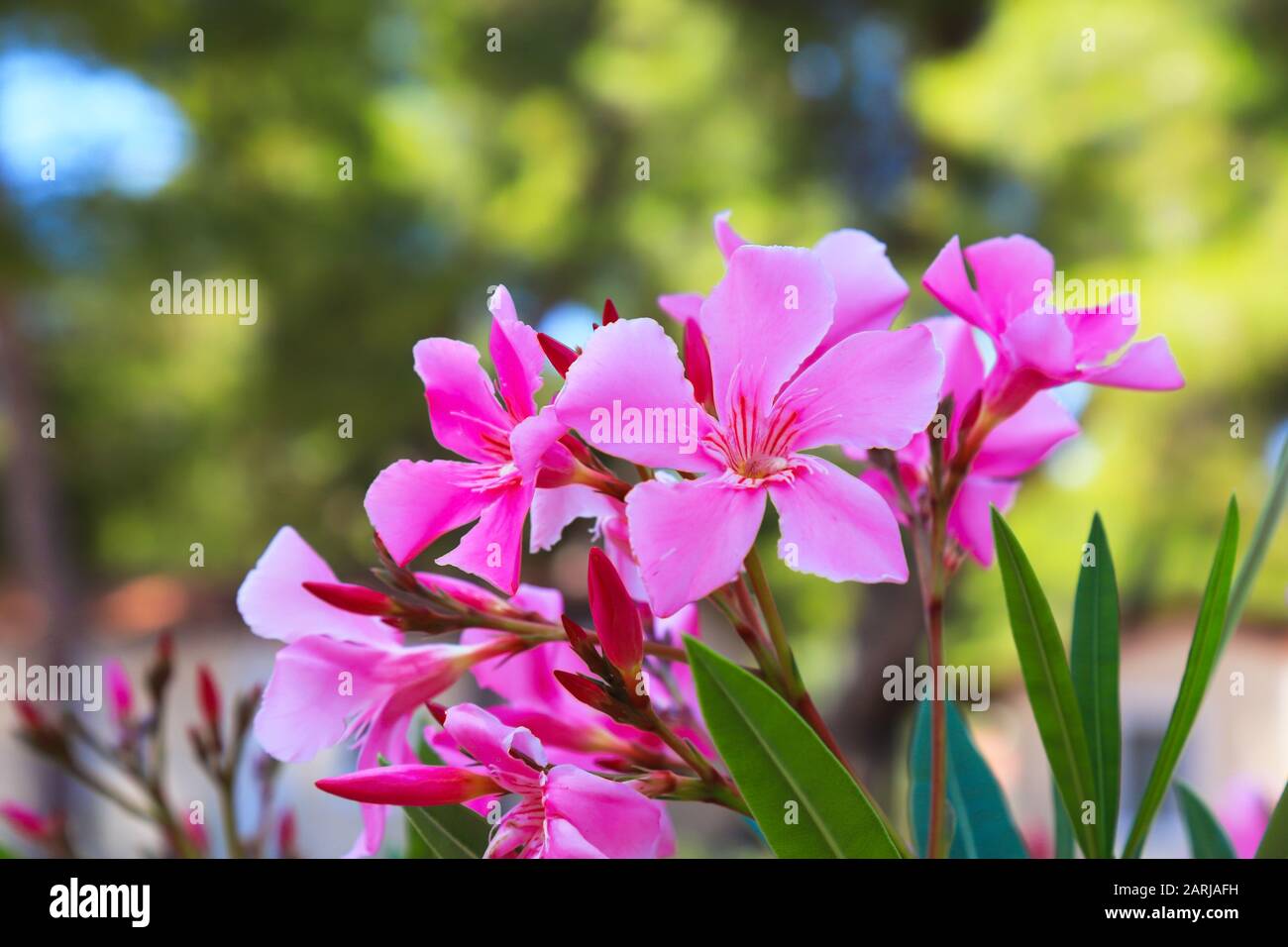 Delicate flowers of a pink oleander, Nerium oleander, bloomed in the ...
